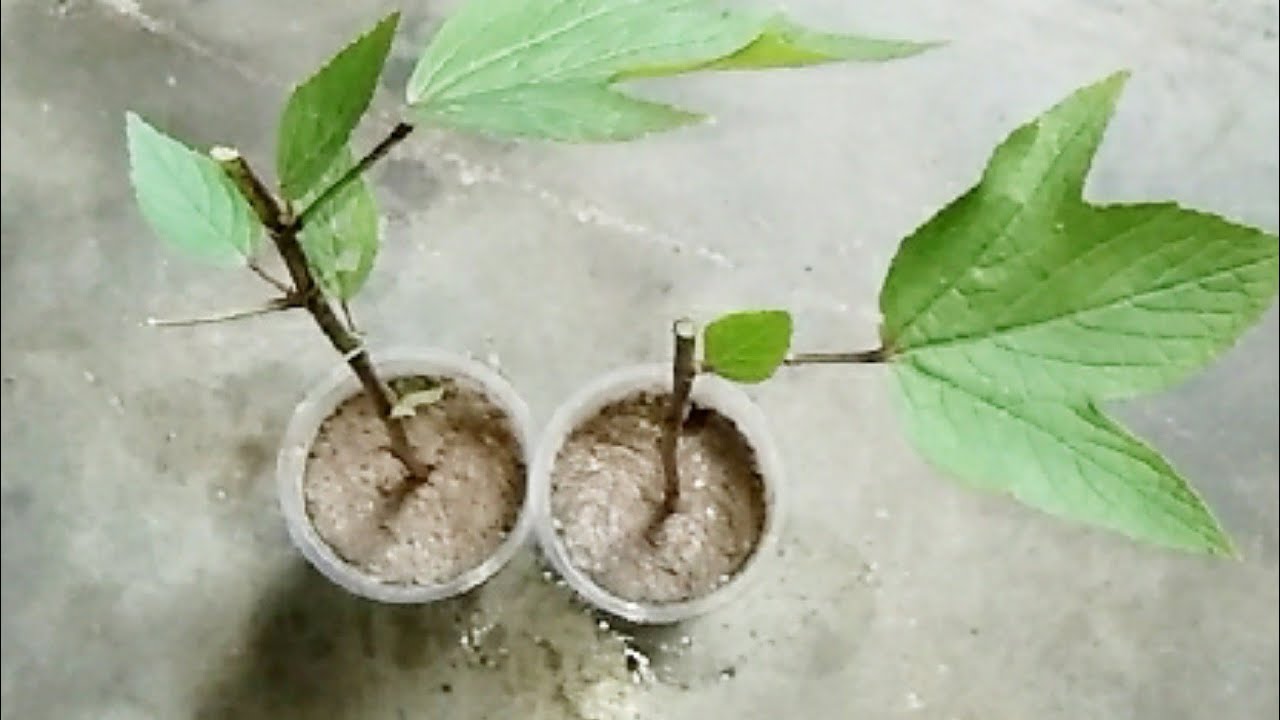 How to grow Roselle plant from cuttings || টেঙামৰা গছৰ কাটিং কেনেকৈ ...