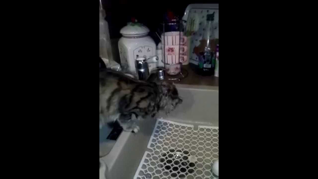 mokrá mačka - YouTube