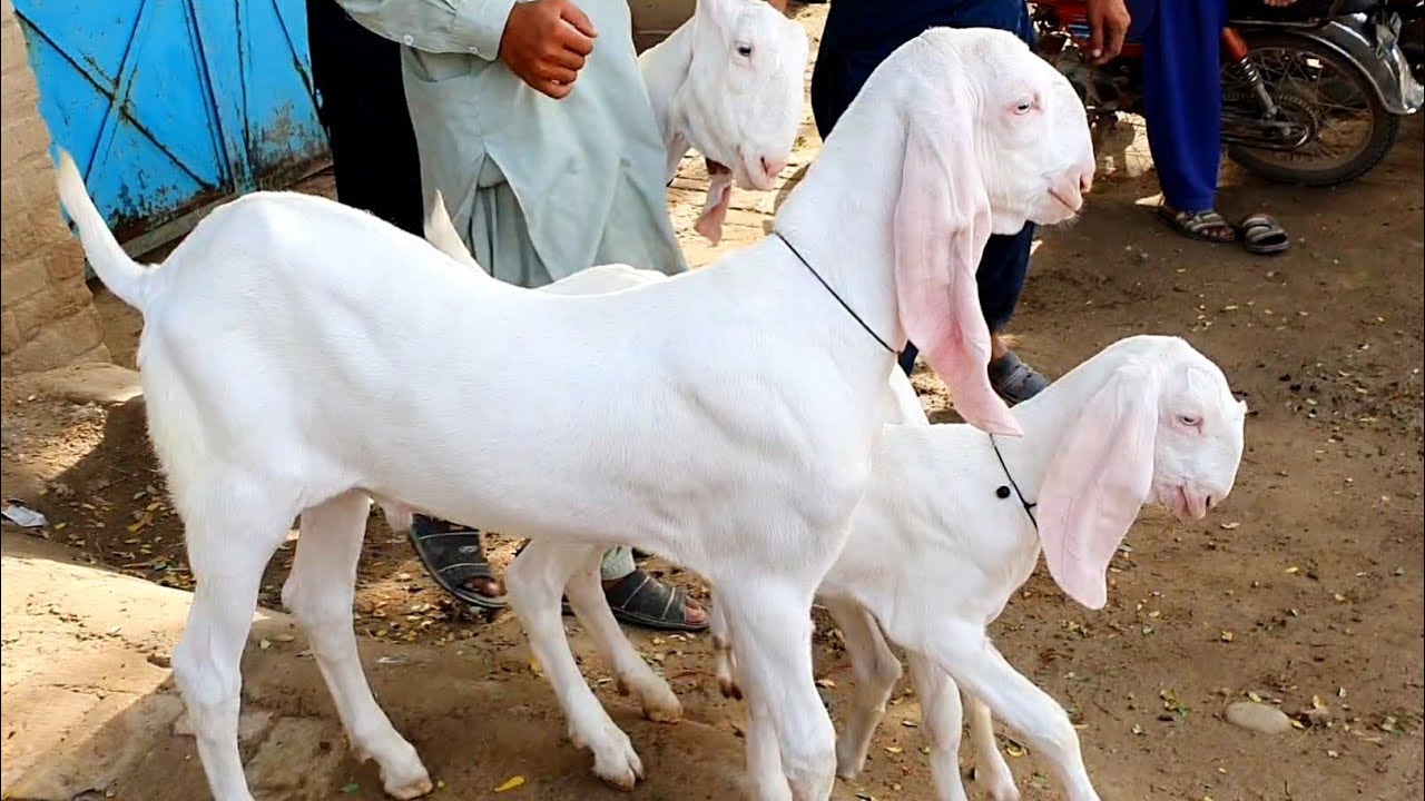 Rajanpuri Bakra Rajanpuri 🤩 #bhakkarbakramandi #bakramandi