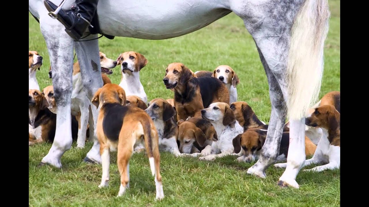 American Foxhound - YouTube