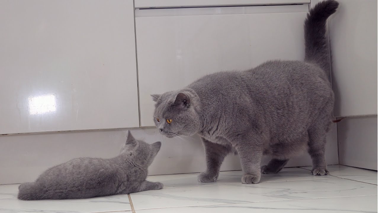 Uncle Cat Wants To Meet His Little Nephew Kitten - YouTube
