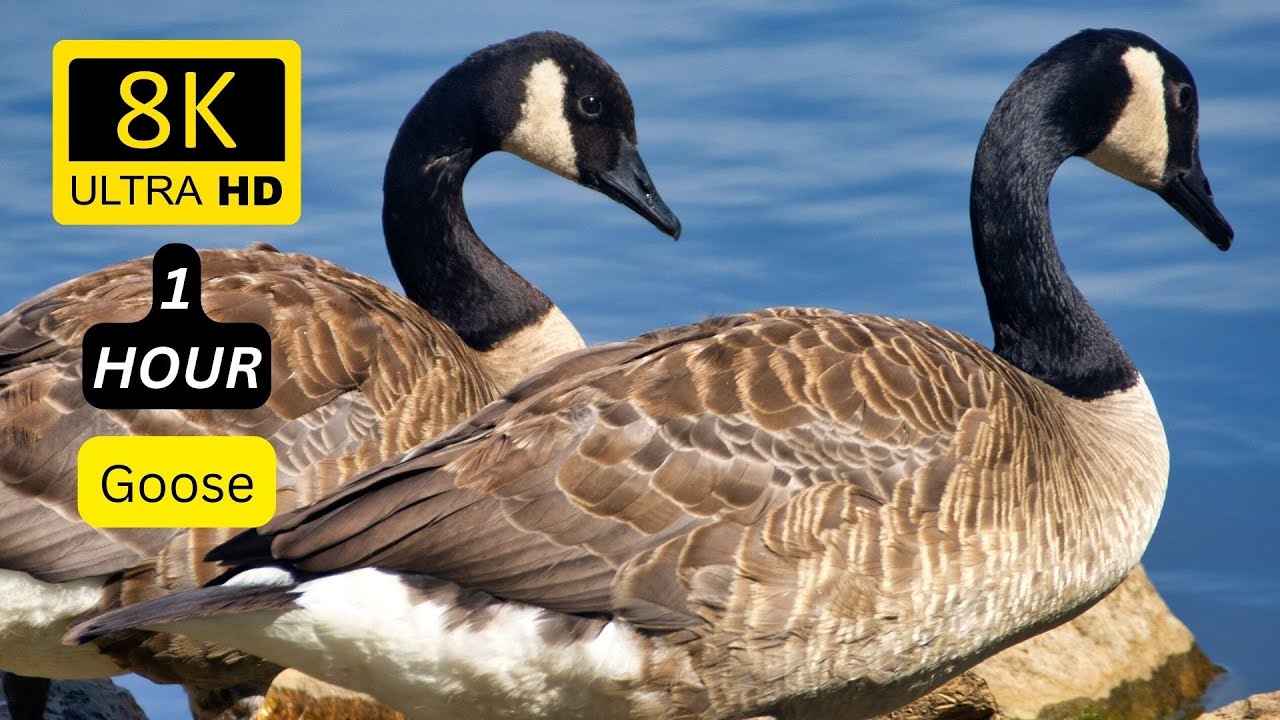1 Hour Goose Amazing Bird | Goose Bird Beautiful Moments | Omar's ...