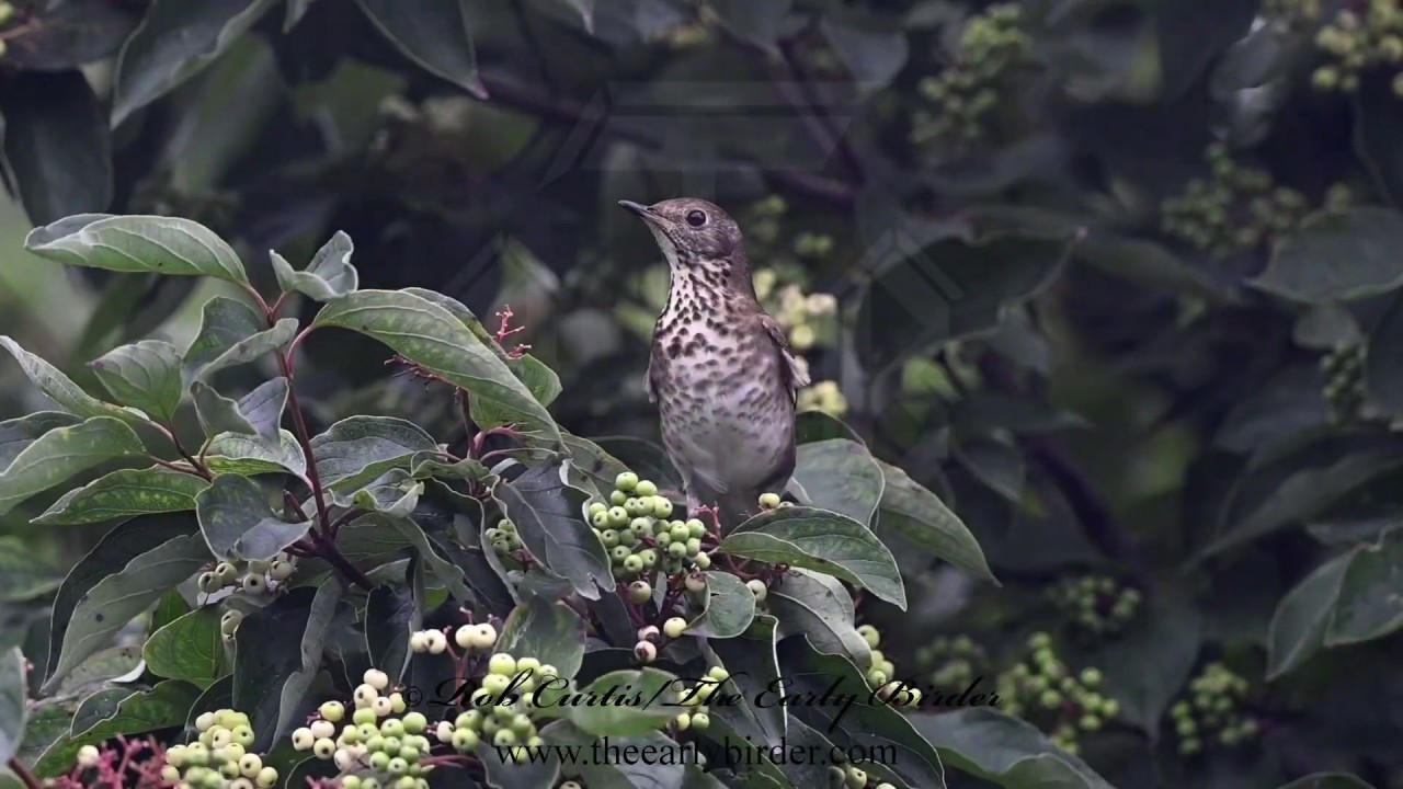 GRAY-CHEEKED THRUSH, Catharus minimus compilation, at berries - YouTube
