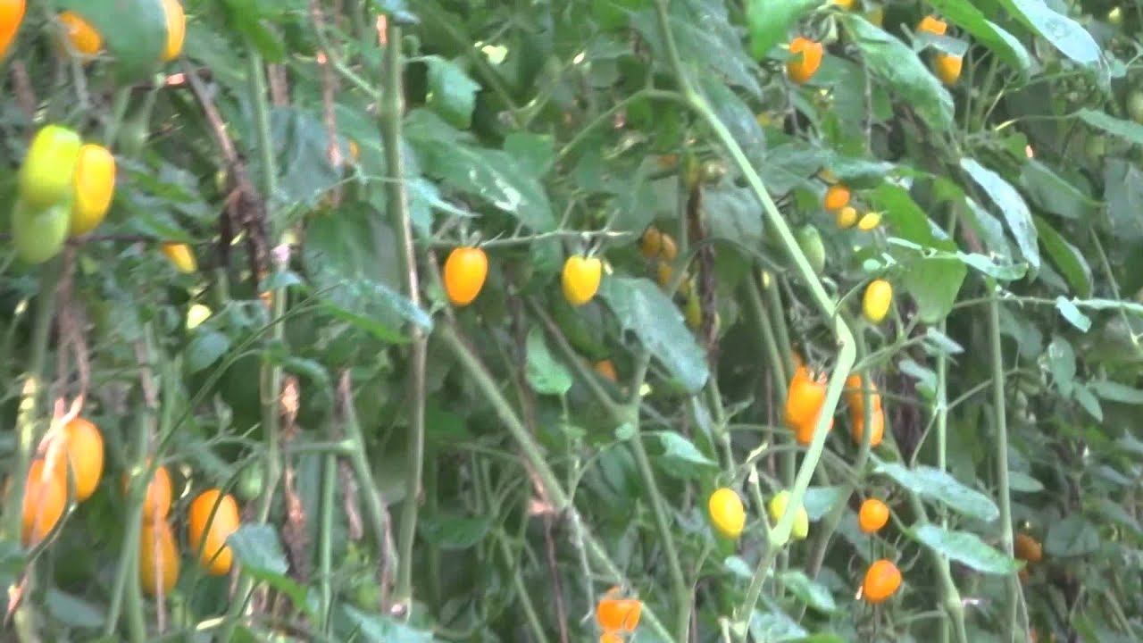 DANDAVEERANJANEYULU CHERRY TOMATO SAGU SHED NET - YouTube