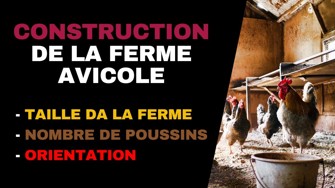 Formation en Elevage: Comment construire sa ferme avicole? - YouTube