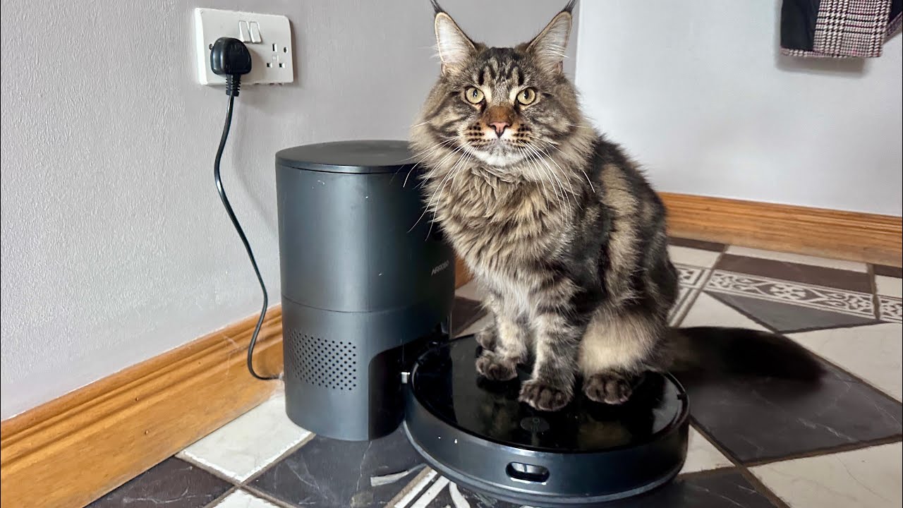 My Cat Will Not Leave Robotic Hoover Alone! I Think He's Plotting Something!! - YouTube