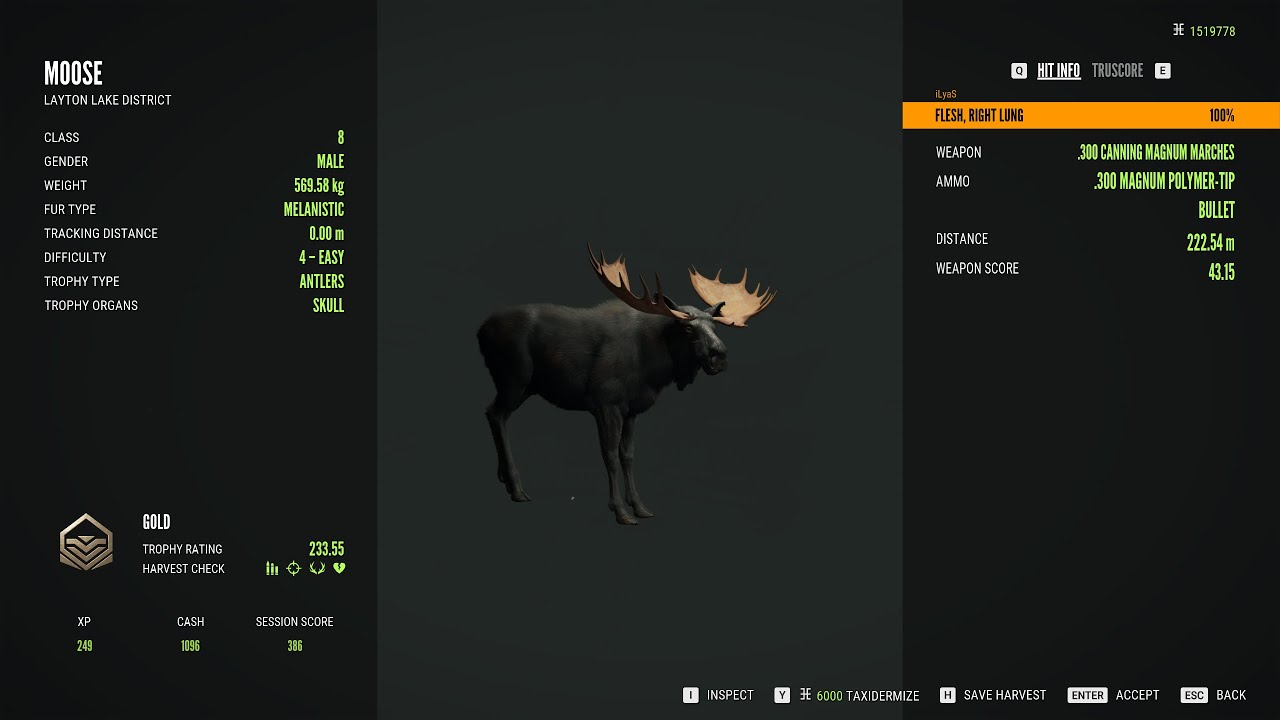 Moose - 4/Melanistic - theHunter Call of the Wild 2024 02 03 - YouTube