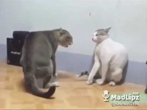 Bem kariya asilmican (MadLipz dublaj)