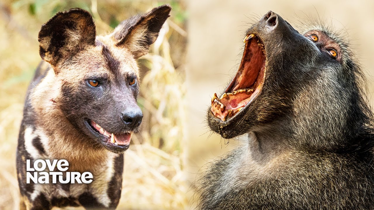 Baboons Face Off Against Ruthless Wild Dogs | Love Nature - YouTube
