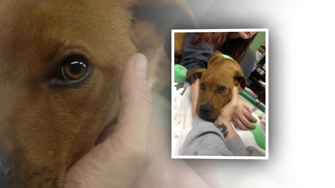 Puppy Panzer the Rescue - YouTube