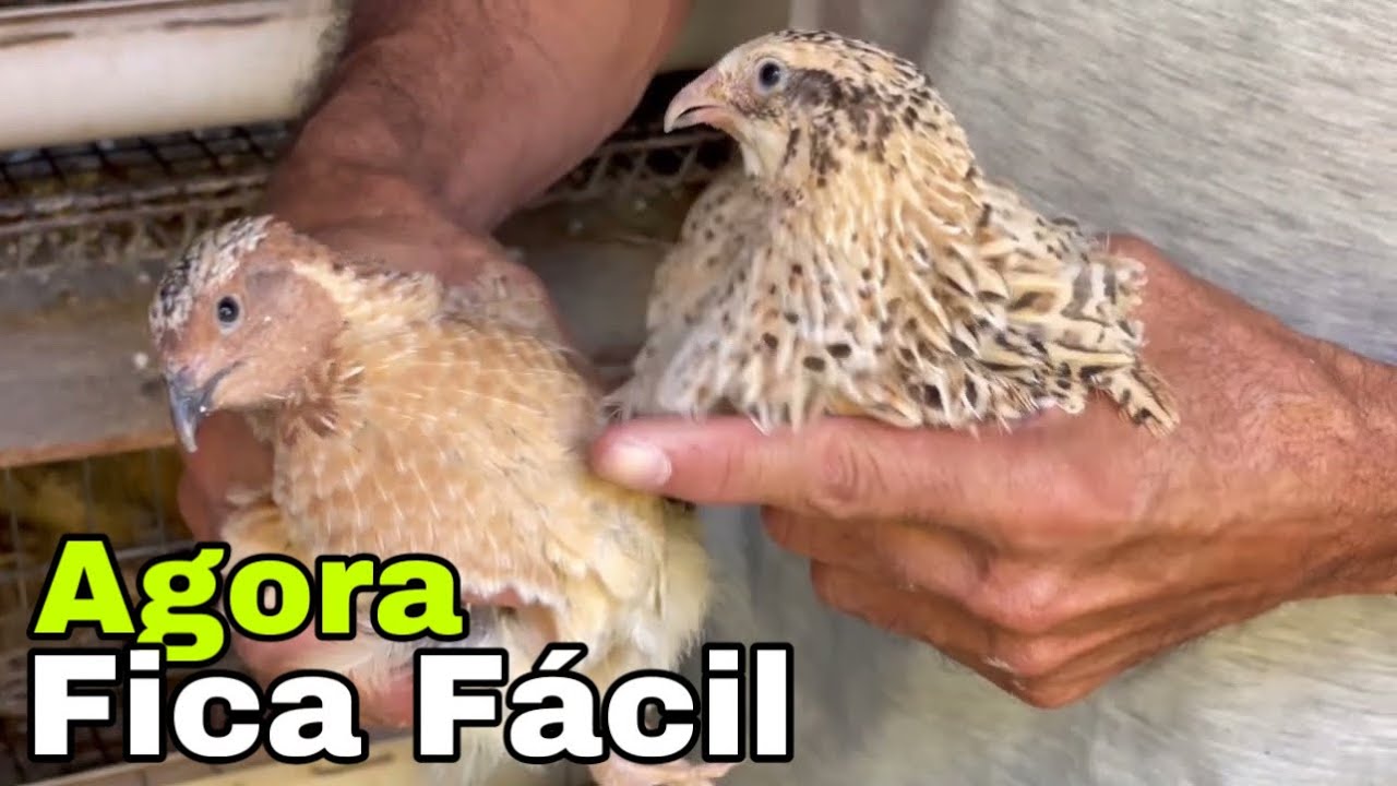 FORMA MAIS FÁCIL DE VOCÊ IDENTIFICAR O MACHO DAS CODORNAS: JAPONICA ...