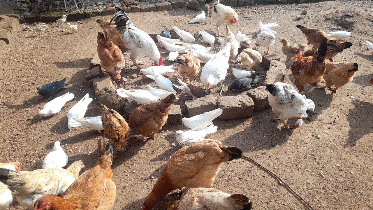 Chickens Eating LIVE - YouTube