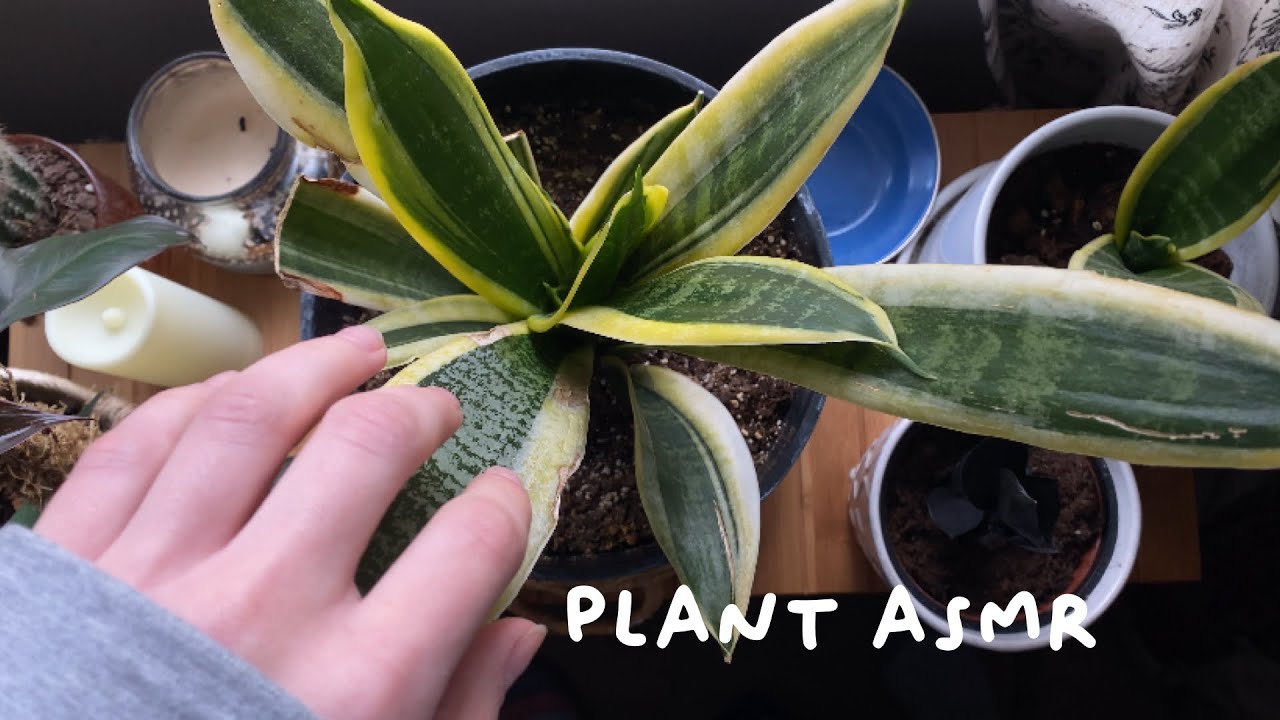 plant asmr ·˚ ༘ - YouTube