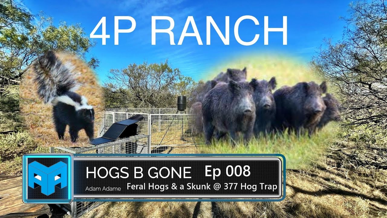 Ep.008 | HogEye | Hog Removal Service | Hogs at the hogs trap | 377 ...