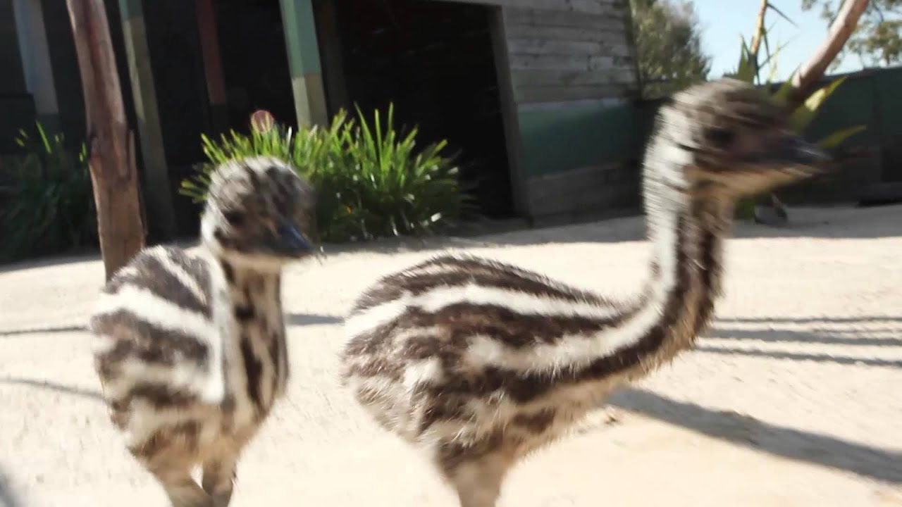 Cutest Emu Chicks chasing after camera - YouTube