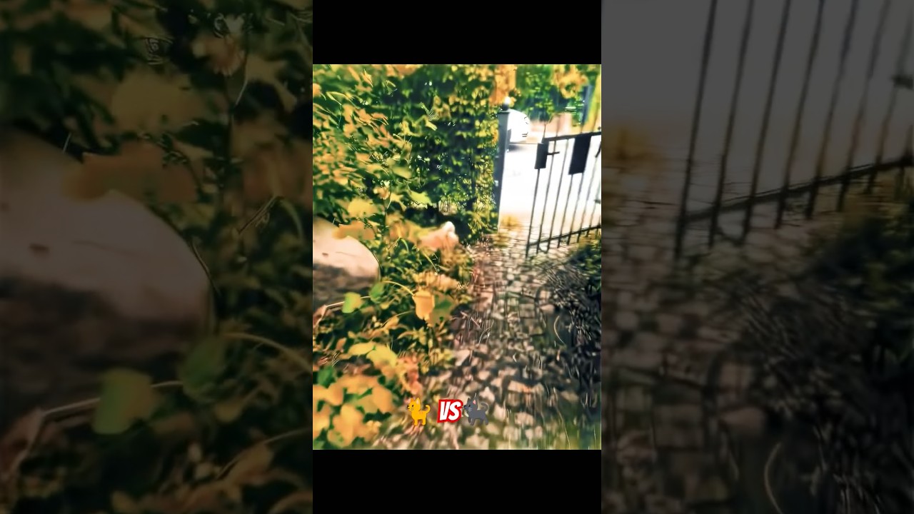 December 13, 2024 - YouTube