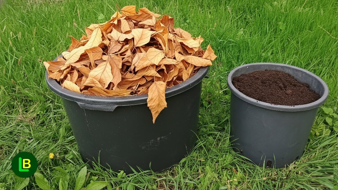 How to turn piles of dry leaves into the most fertile soil in just 60 ...