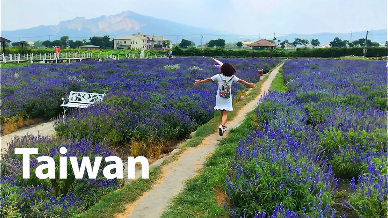 Du lịch đài loan khám phá thác nước vườn hoa lavender- Taiwan lavender ...