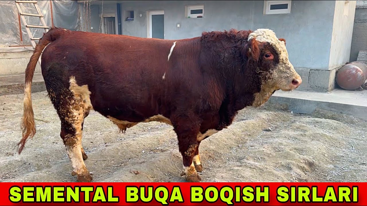 SEMENTAL BUQA BOQISH SIRLARI VA SOTILADI - YouTube