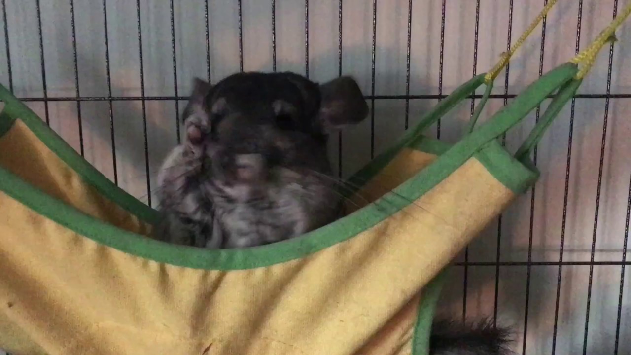 funny Chinchilla George loves playing around - YouTube