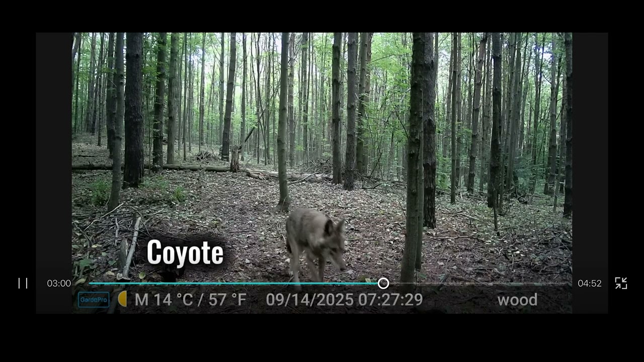 Trail cam surprises rarely seen animals - YouTube