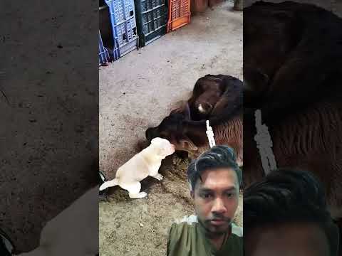 Dog or cow Mai #love #labraworld #cute #labradoor #labrador #cow #labradorr #animals #lablove # ...