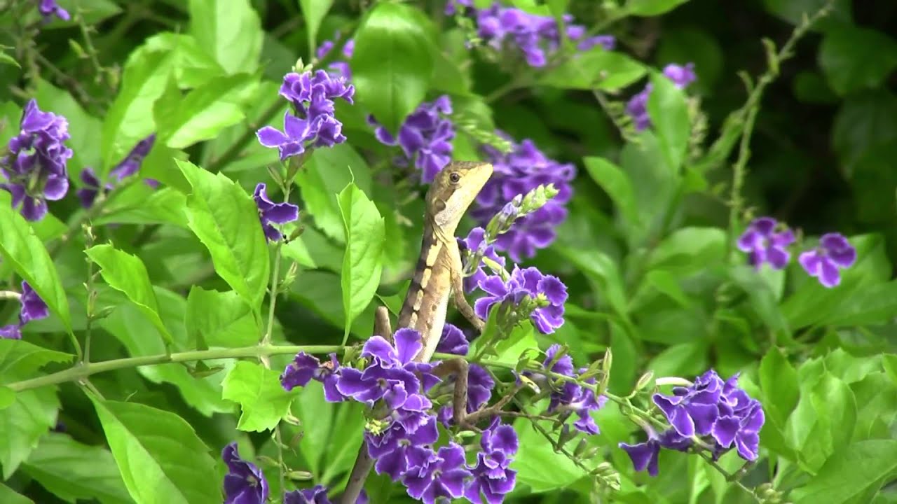 bicycle lizard - YouTube