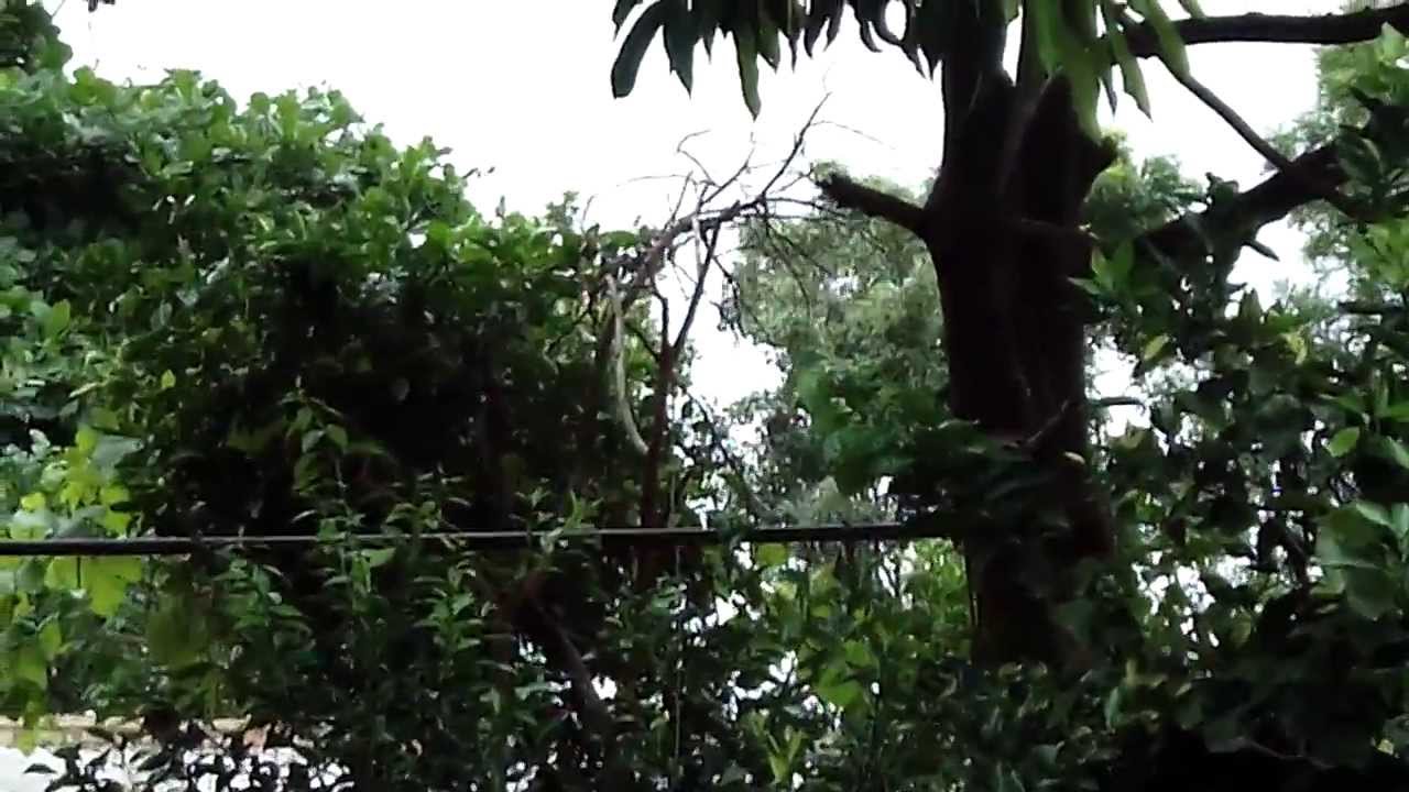 Monkey in Backyard in Paraguay - YouTube