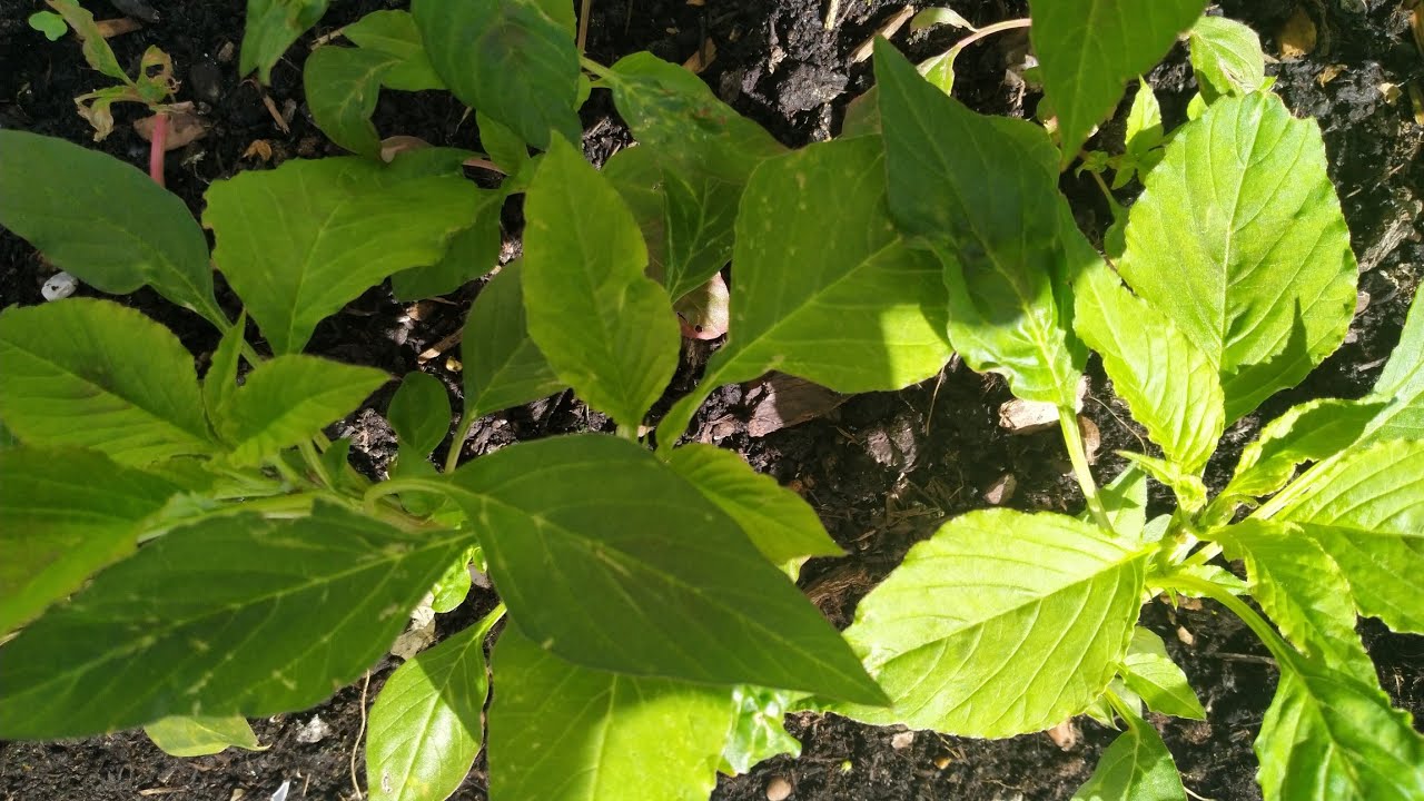 Growing Callaloo (Amaranth) - UK - - YouTube
