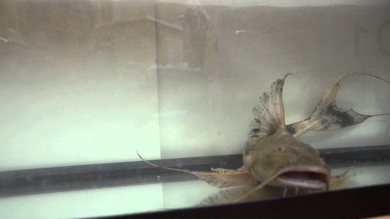 Goonch Catfish Bagarius Yarelli #2 05282013 - YouTube