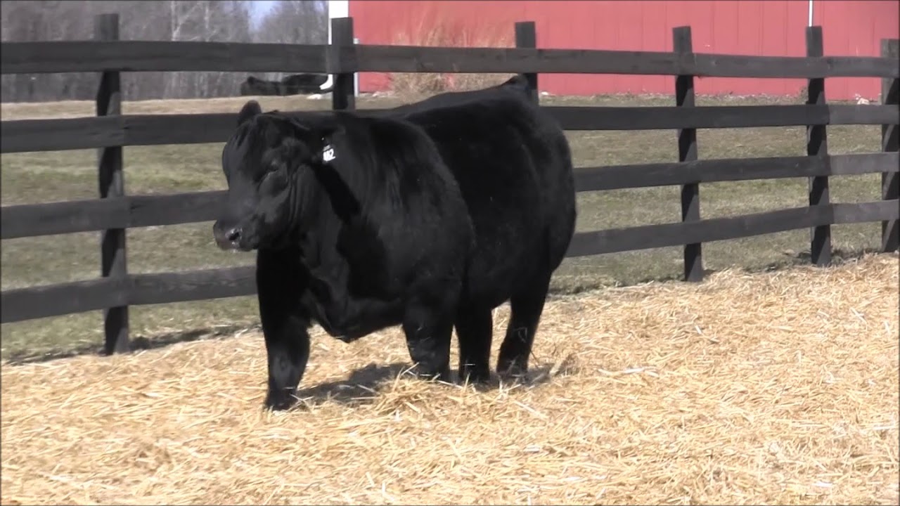 Tag 482 - Maternal Made Bull - YouTube