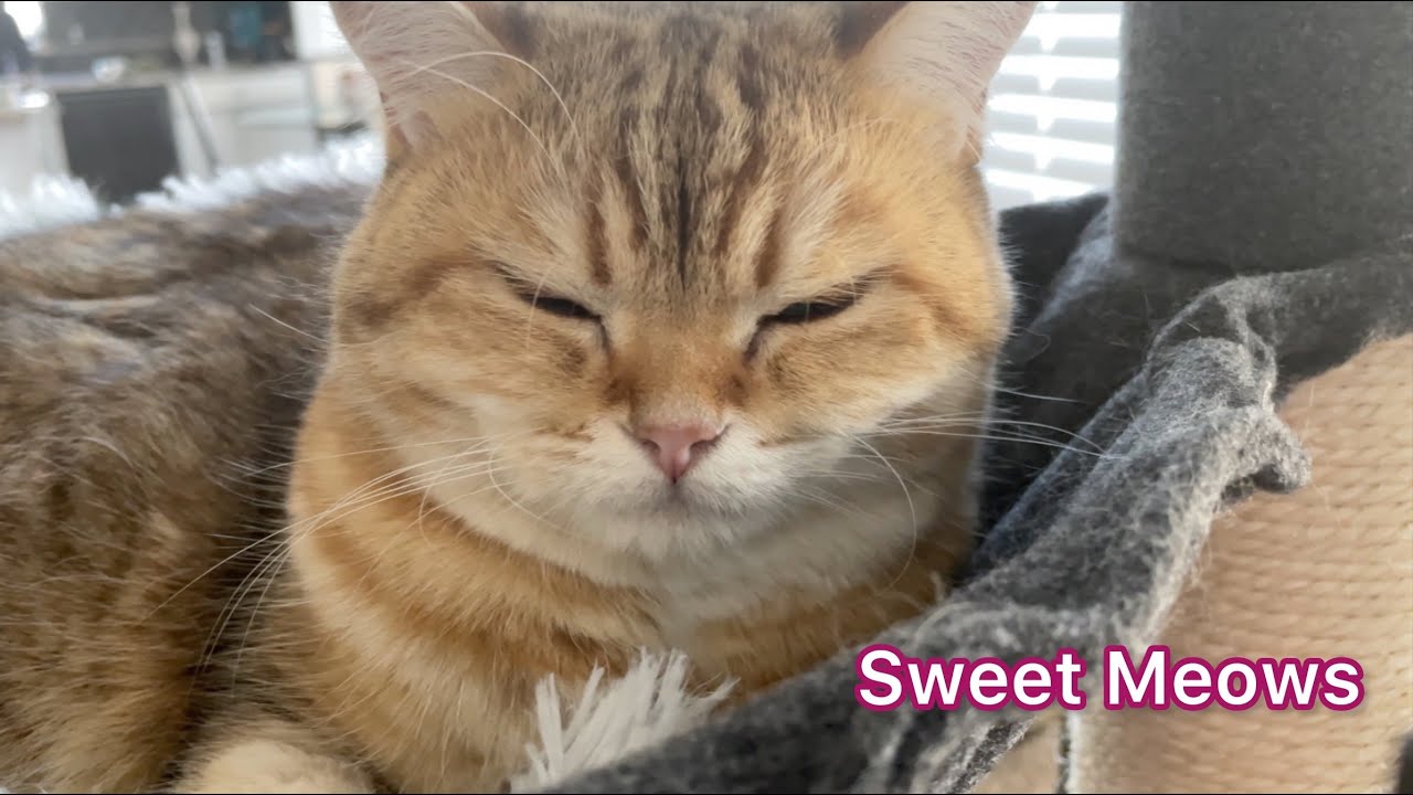 The Sweetest Meows and Purrs You’ll Ever Hear – A Calming Cat ...