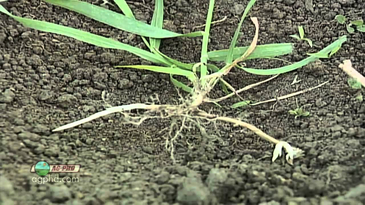 Quackgrass Seedling