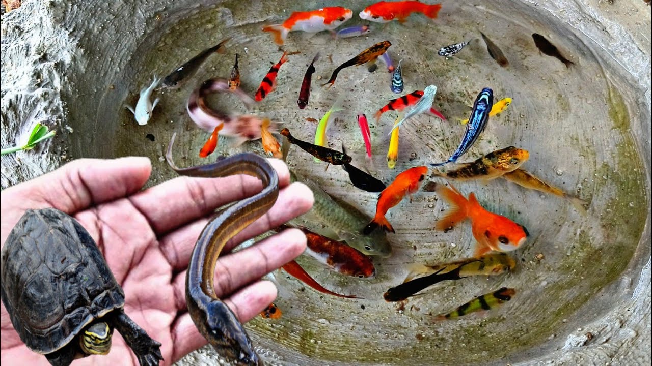Tangkap Ikan Hias, Ikan Warna Warni, Ikan Glofish, Ikan Molly, Molly ...