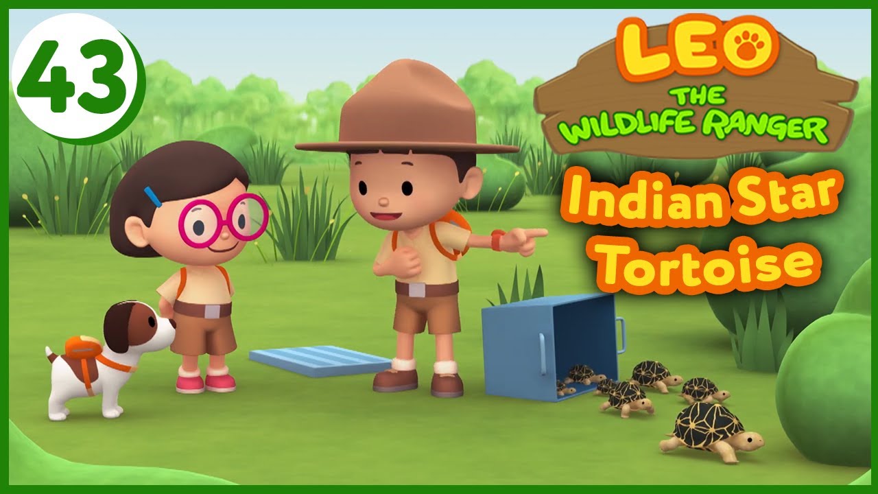 Indian Star Tortoise - Leo The Wildlife Ranger (Episode 43) - YouTube