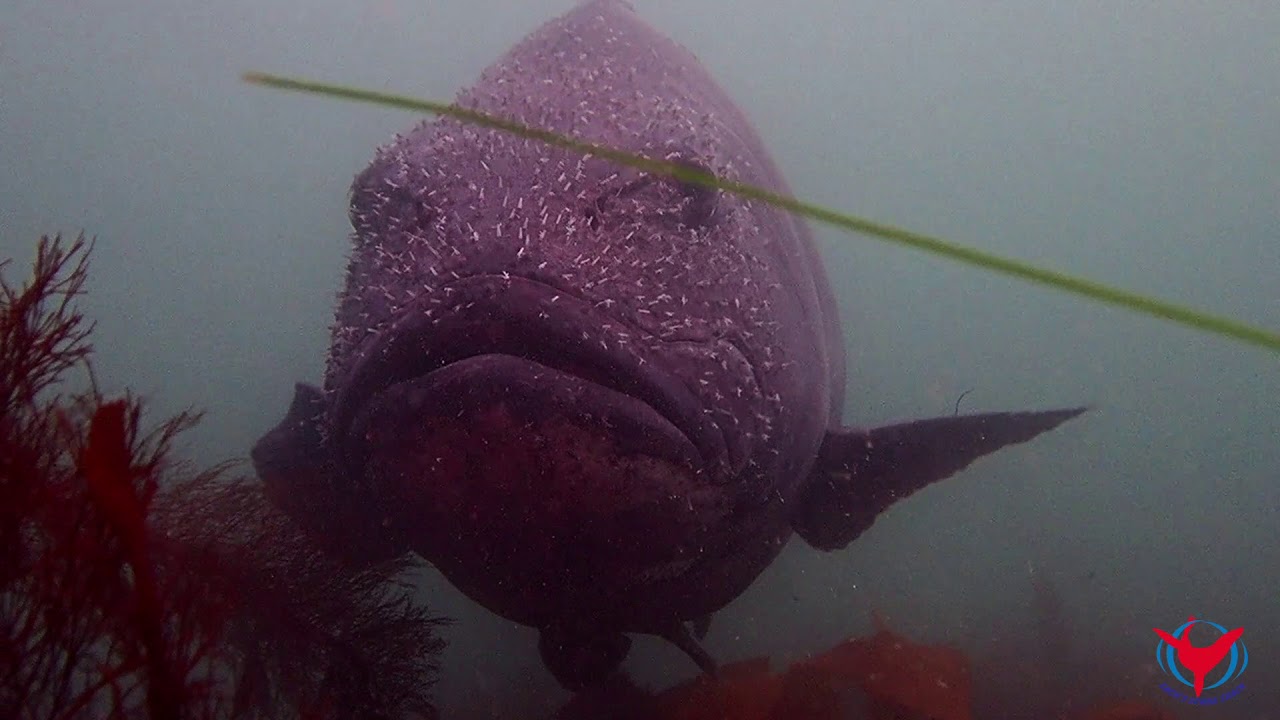 Diver face to face with the Giant Black Sea Bass - YouTube