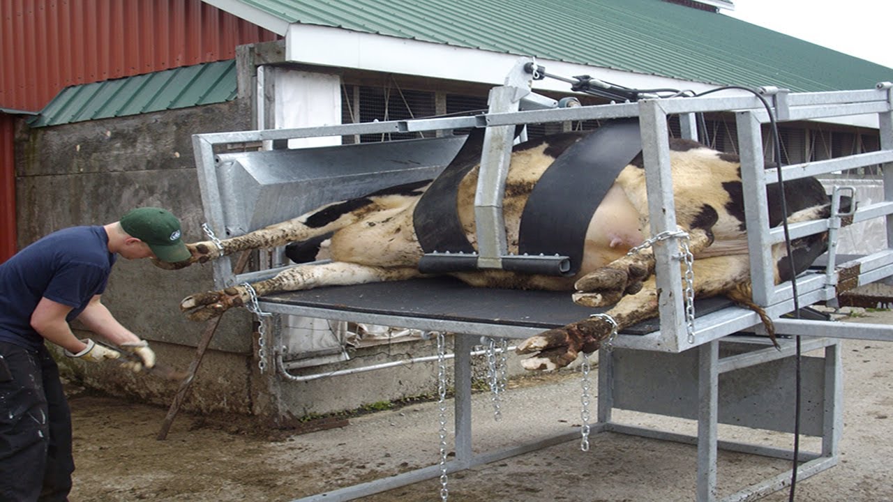 Amazing Cow Hoof Trimming: Incredible Farm Care in Action. - YouTube