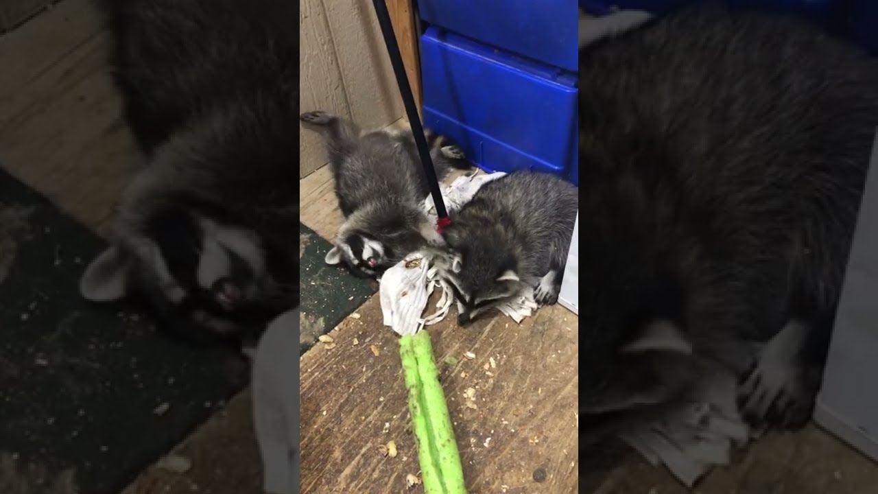 Wild Raccoons Playing 😀 - YouTube
