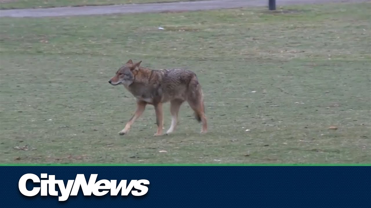 Snake and Coyote sightings prompt warning - YouTube