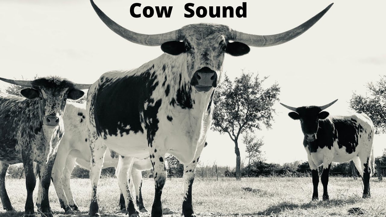 Cow Moo:- (Sound) - YouTube