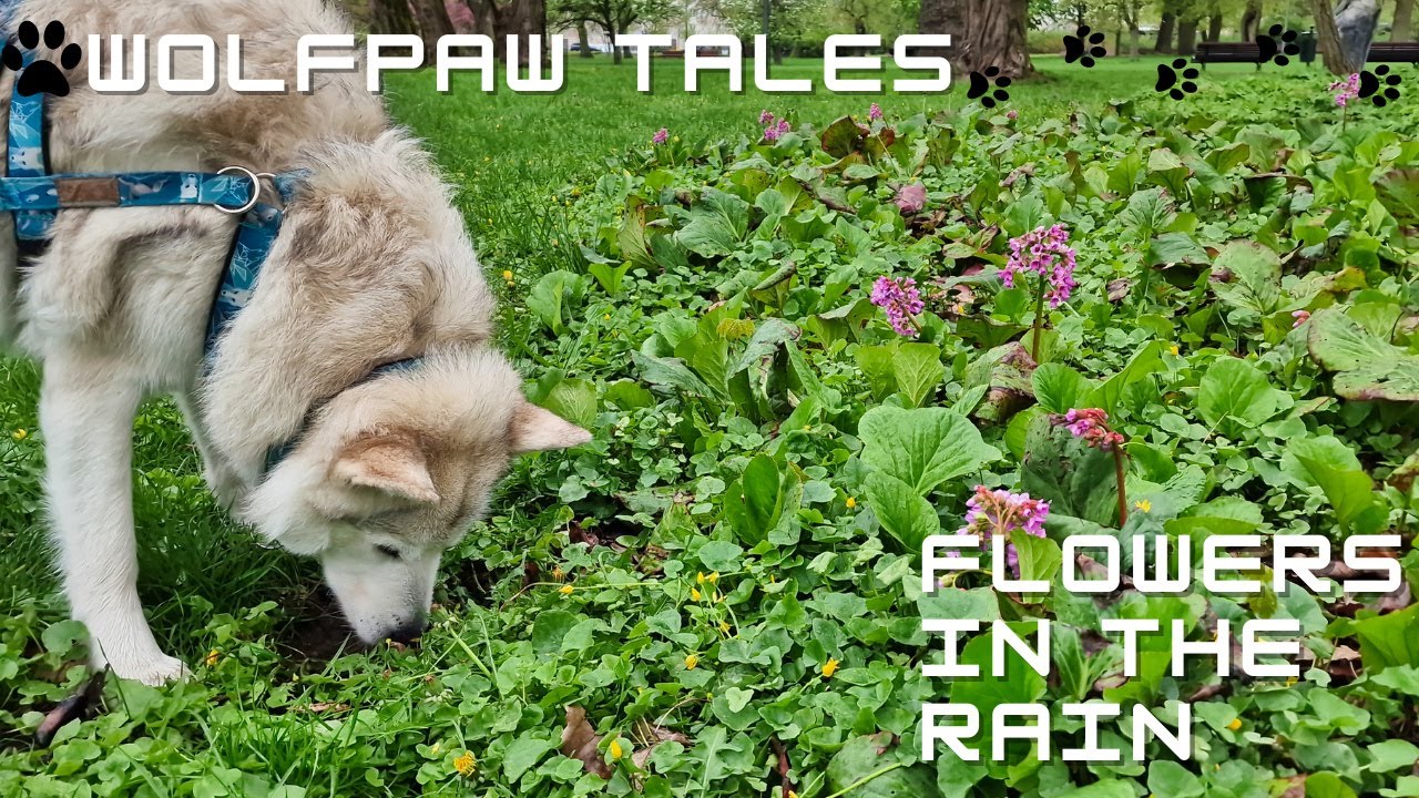 Cute huskies 🐺🍃🐺 go to see spring flowers on a rainy day 🌸💮🌧️💮🌸 - YouTube