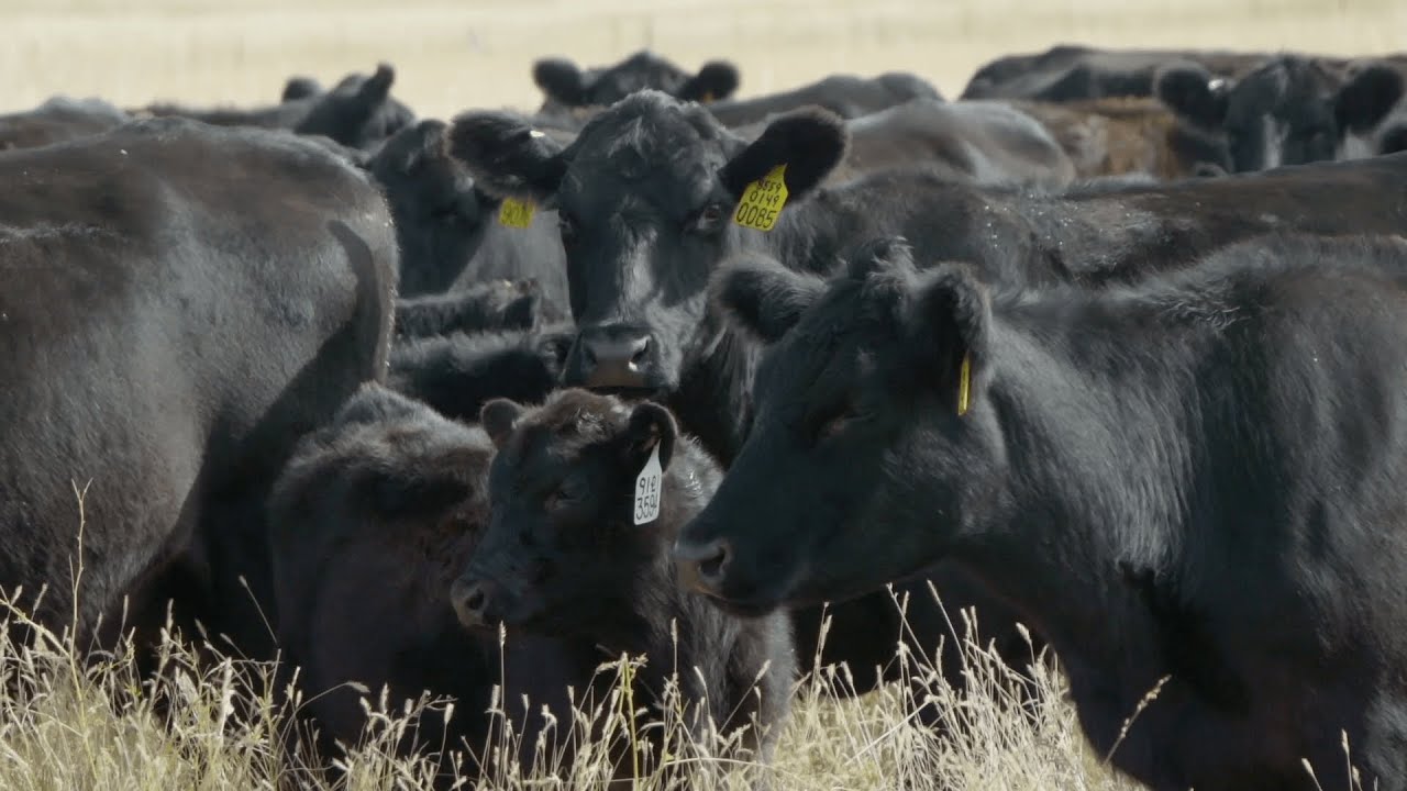 Montana Angus Tour Showcases High-Quality Angus Genetics - YouTube