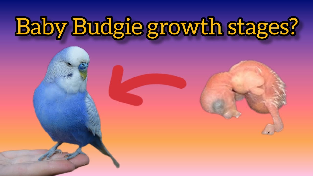 Budgie growth stages | 1-35 days | Baby Budgie | బడ్జీ పెరుగుదల దశలు 1 ...