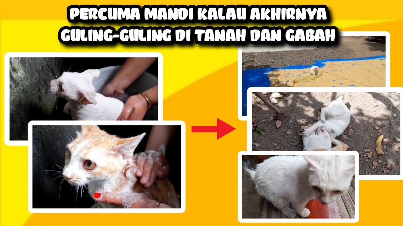 KUCING MEONG MEONG DI MANDIIN MALAH AKHIRNYA GULING-GULING BERTENGKAR ...