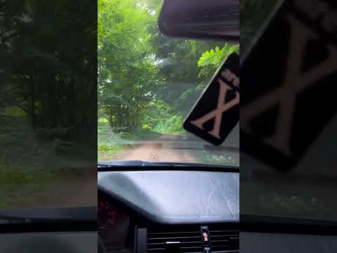 W124 Mercedes #w124amg #mercedes #mercedesbenz #road #roadtrip #driving #shortvideo #forest #travel