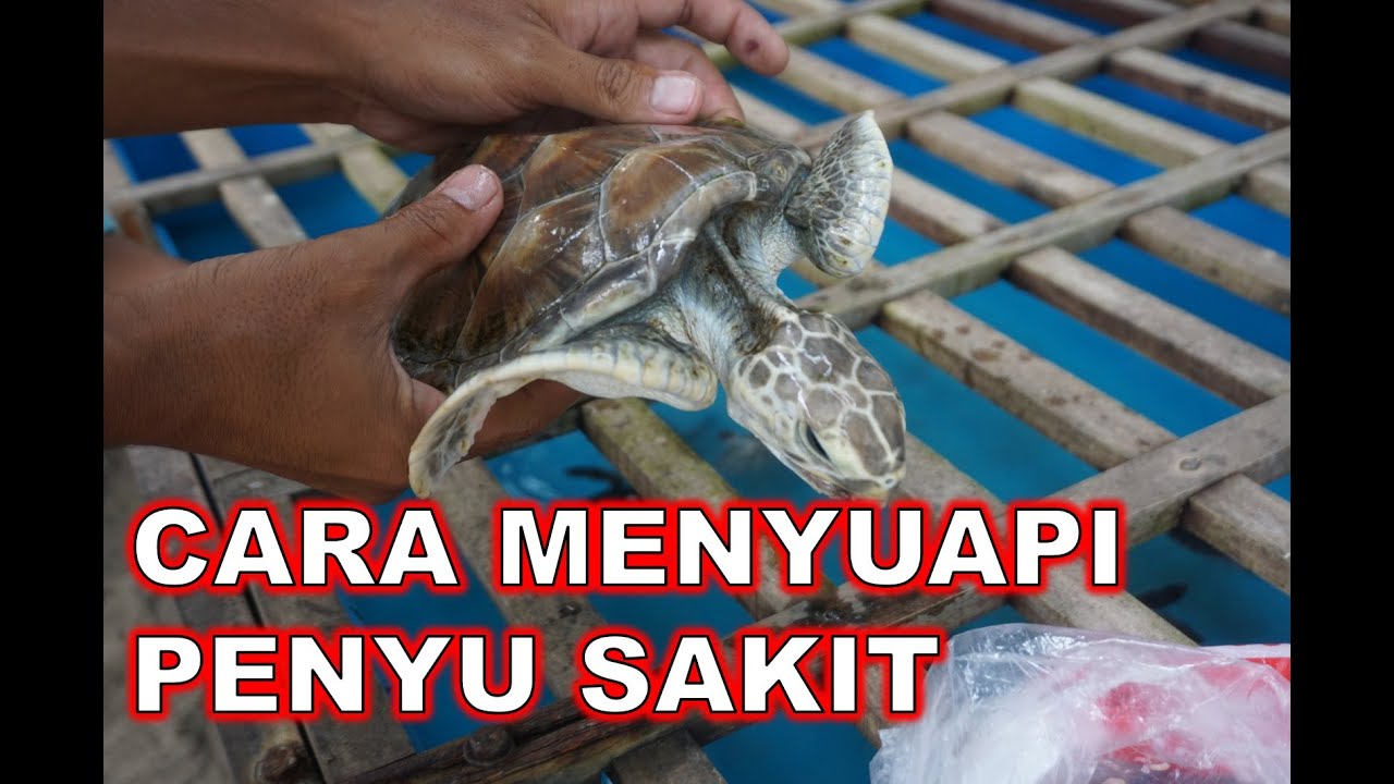 Cara Menyuapi Penyu Sakit Cara Beri Makan Penyu Pantai Kembar Terpadu ...
