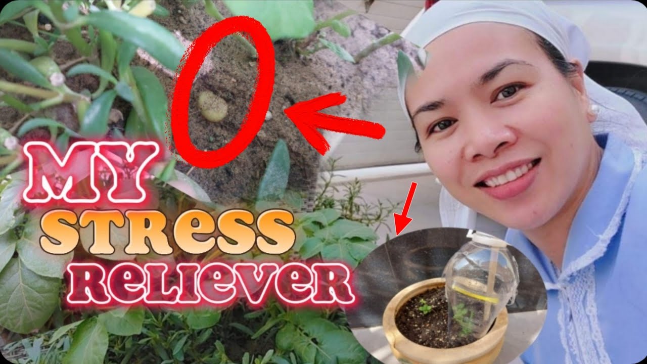 #stressrelief Gulay sa paso ni madam patatas at spring onion, mint may ...