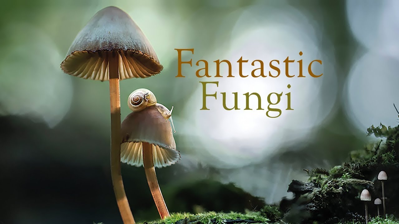 Fantastic Fungi, Official Film Trailer, Available On Demand and In ...