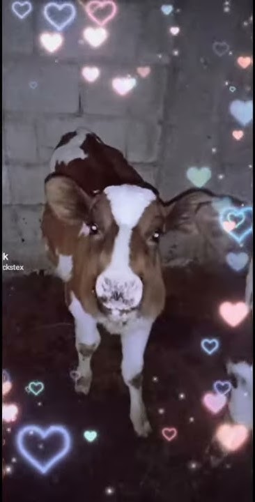 Te quiero como una vaca Feliz día del amor y la amistad 💕 - YouTube