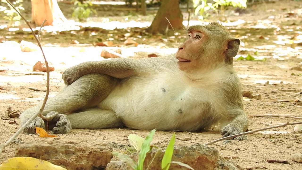Funny monkey playing on the hammock so happy,Small Monkey House - YouTube